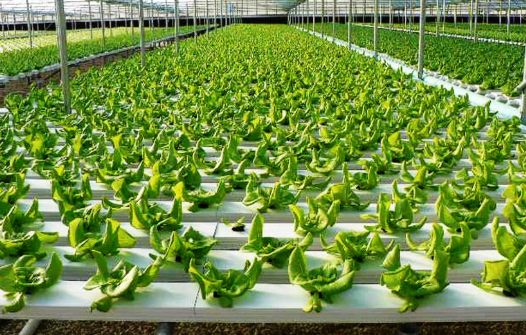 Students from the TERI School of Advanced Studies develop Hydroponic ...